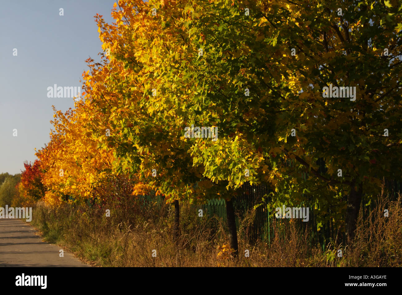 Autumnal colour trees 6 Stock Photo - Alamy