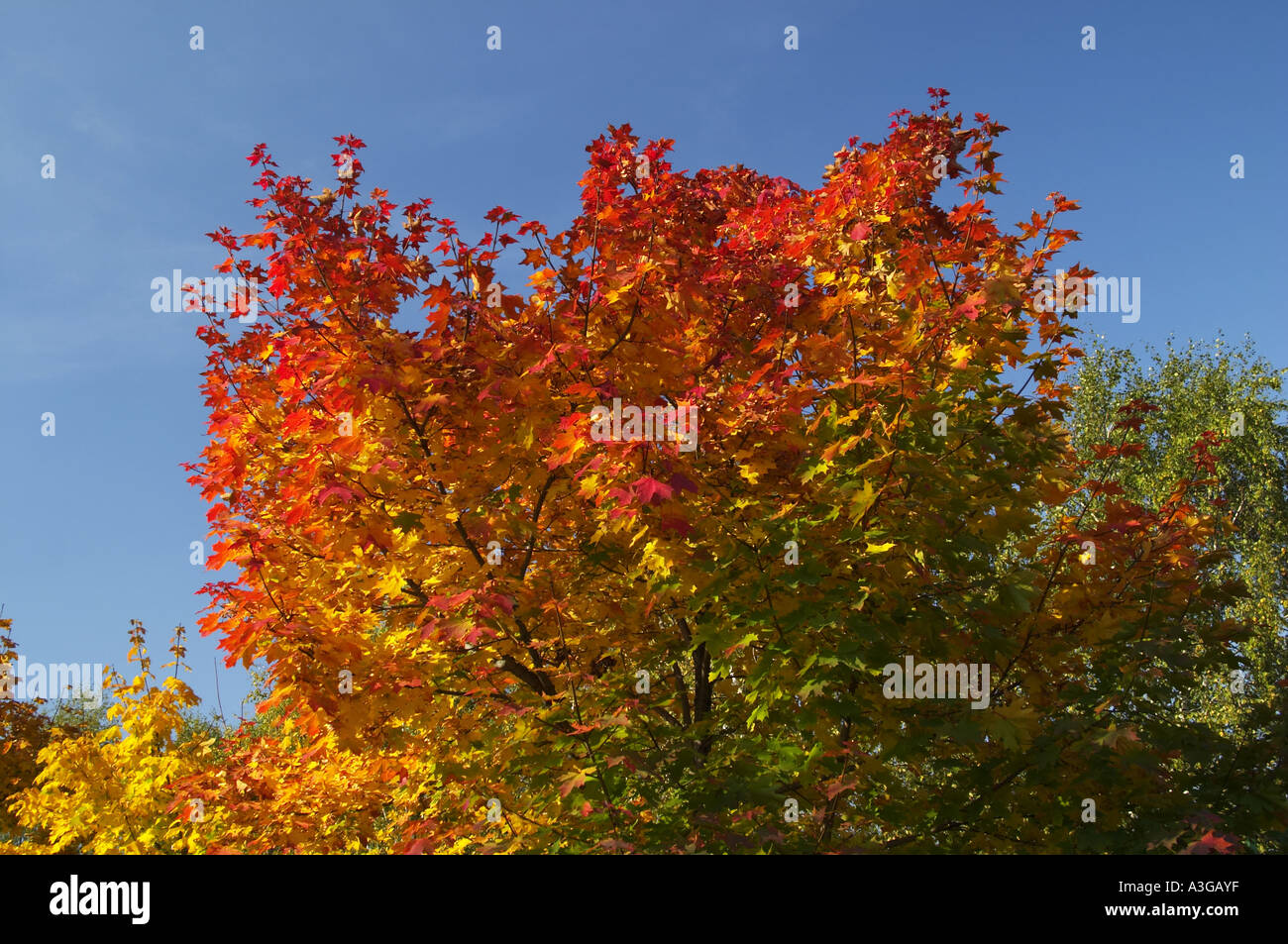 Autumnal colour trees 5 Stock Photo - Alamy