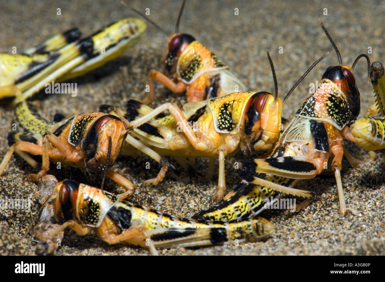 New insects hi-res stock photography and images - Alamy