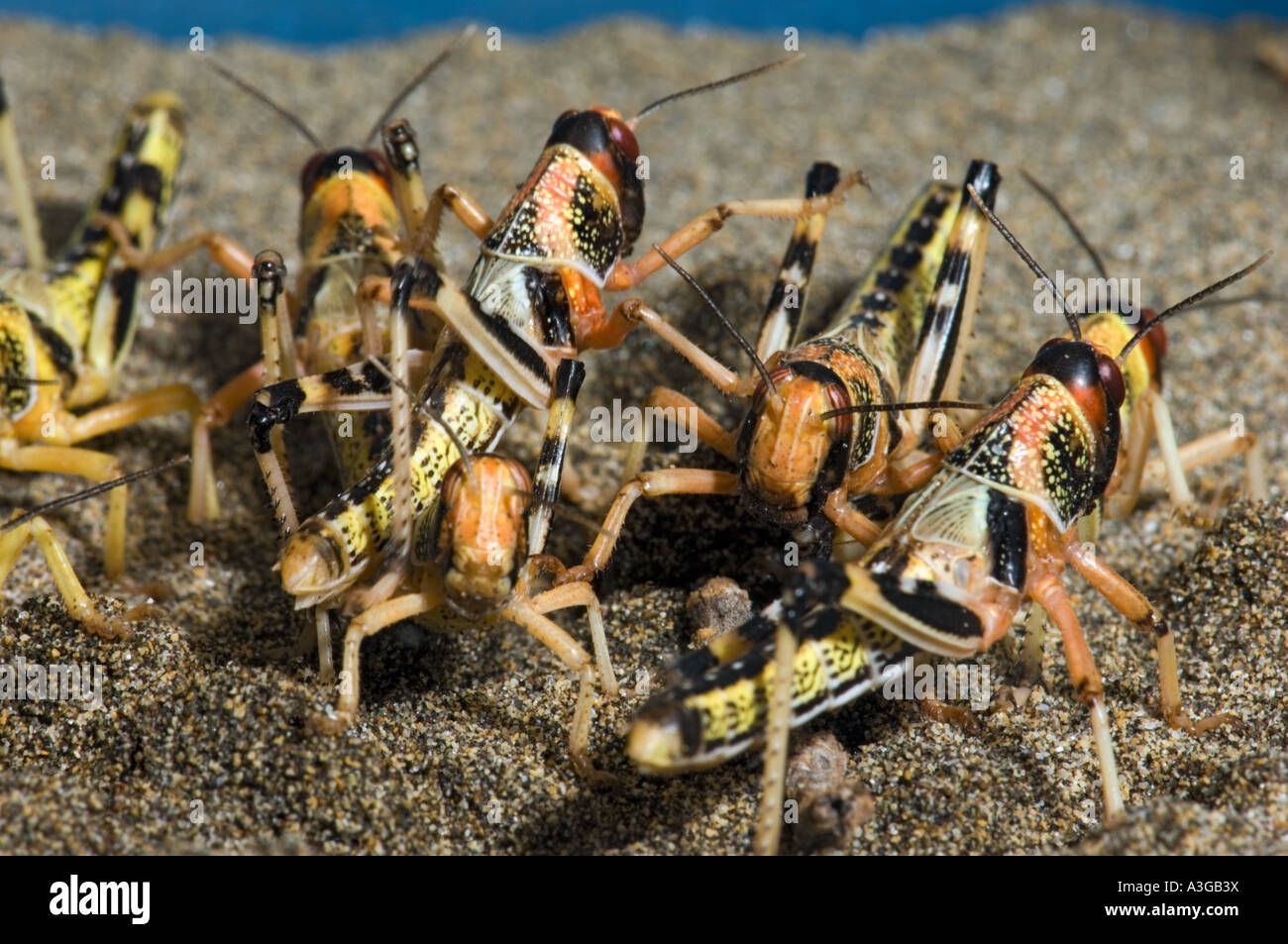 grasshopper locust egyptian egypt pest new food eat insects breeding ...