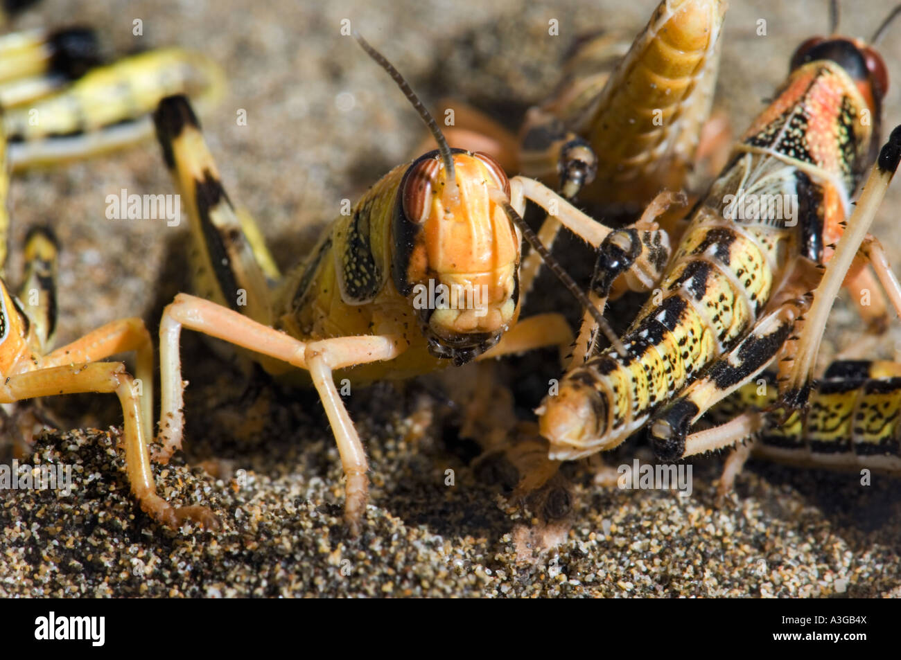 LOCUST pest hayhopper hayhops egyptian Egyptian migratory locusts Stock ...