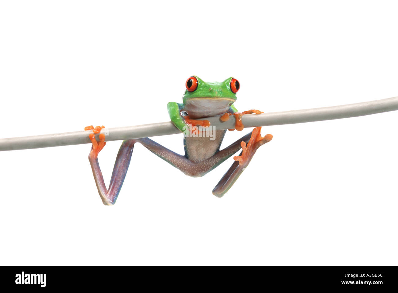 Frog hanging in there Stock Photo - Alamy
