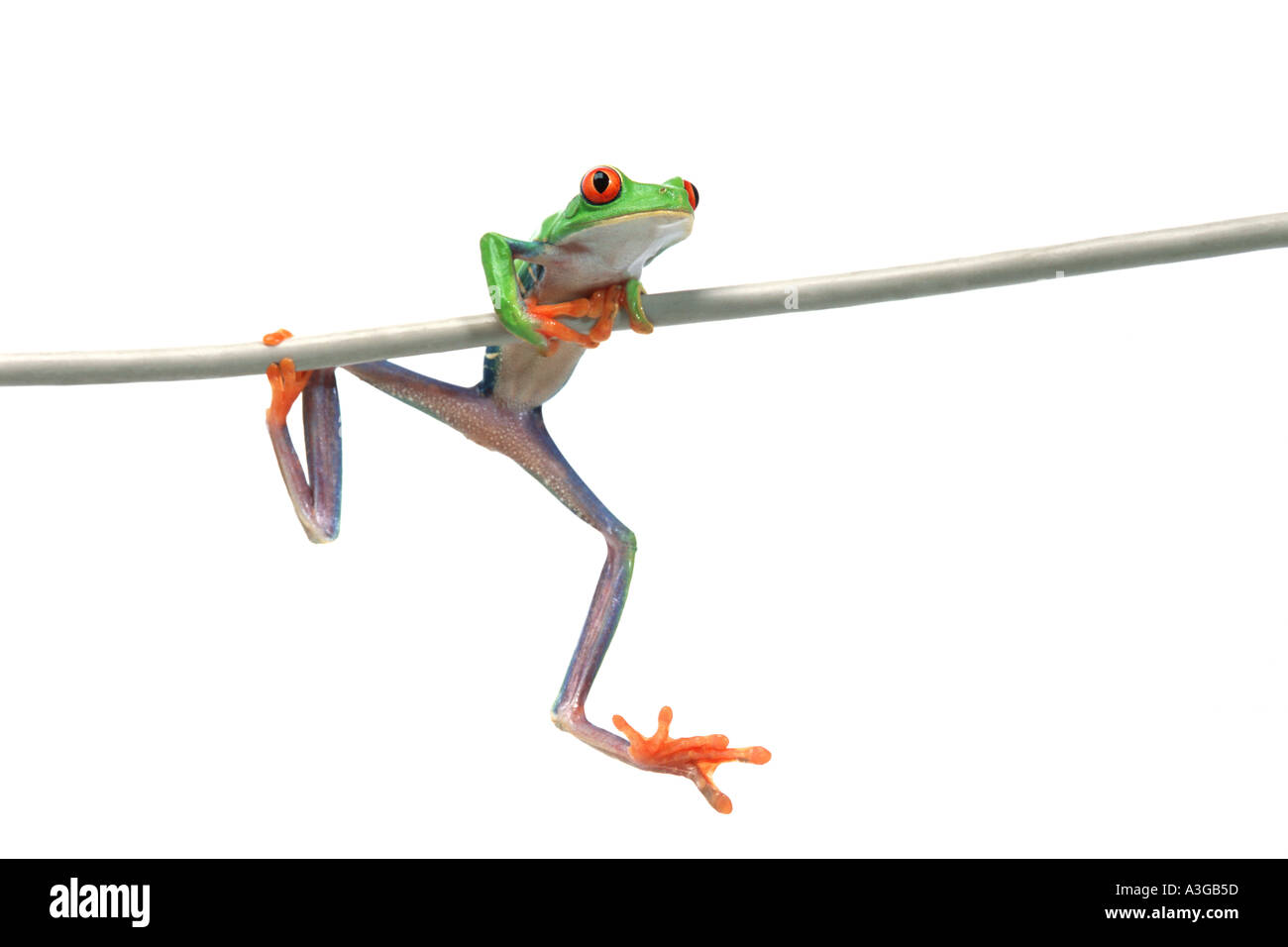 Red Eyed Tree Frog Hanging