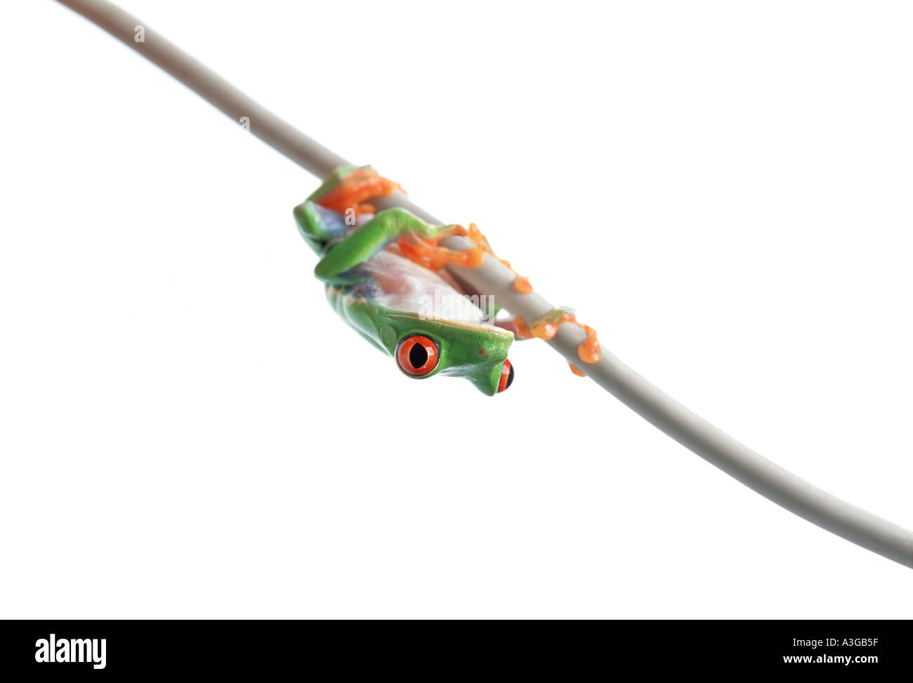 Flexible animals Cut Out Stock Images & Pictures - Alamy