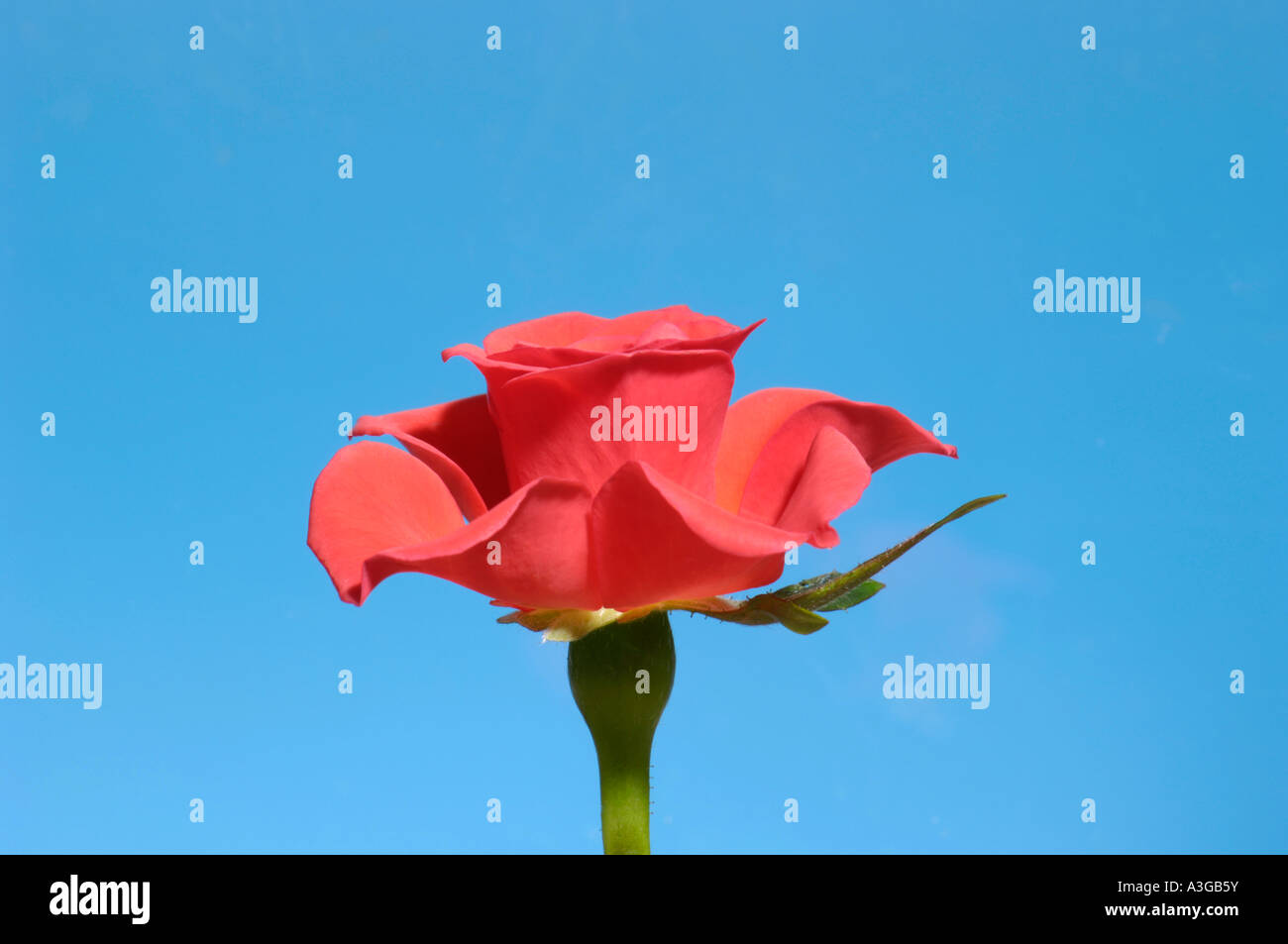 1 one single light red rose in front of blue plain background Stock ...