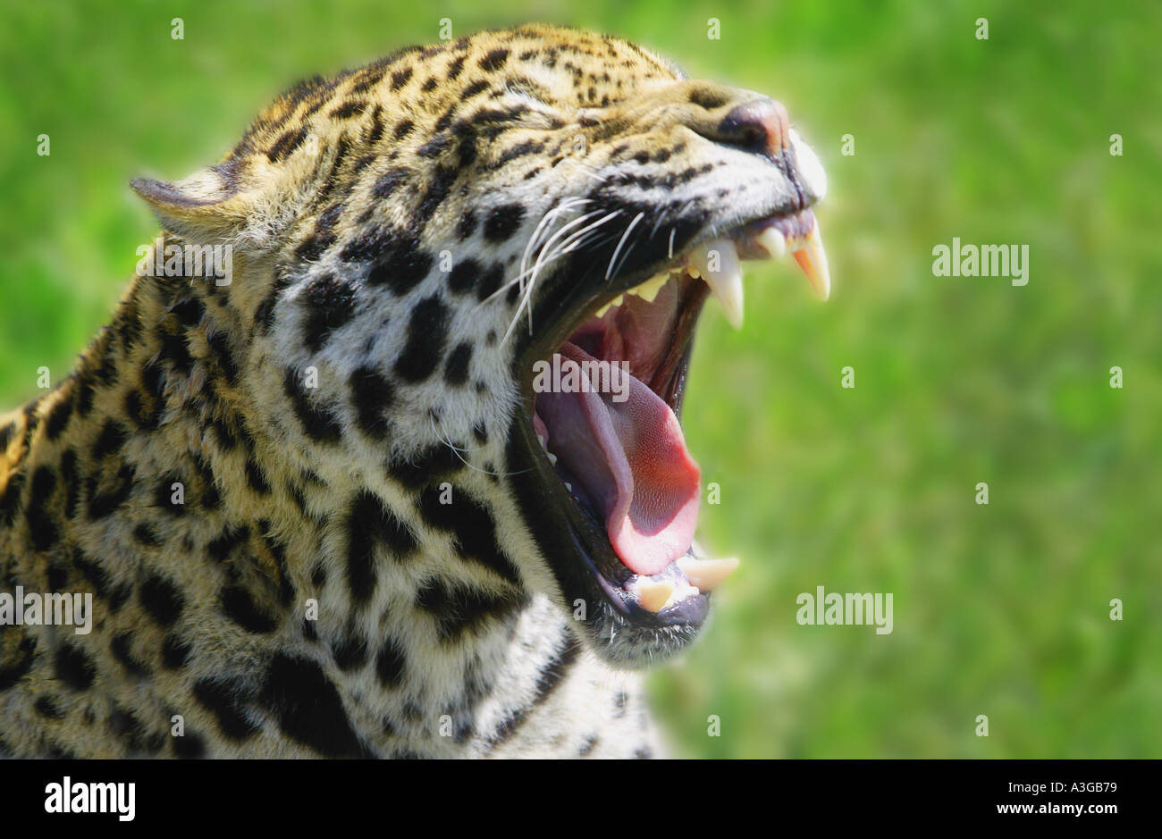 Jaguar teeth closeup hi-res stock photography and images - Alamy
