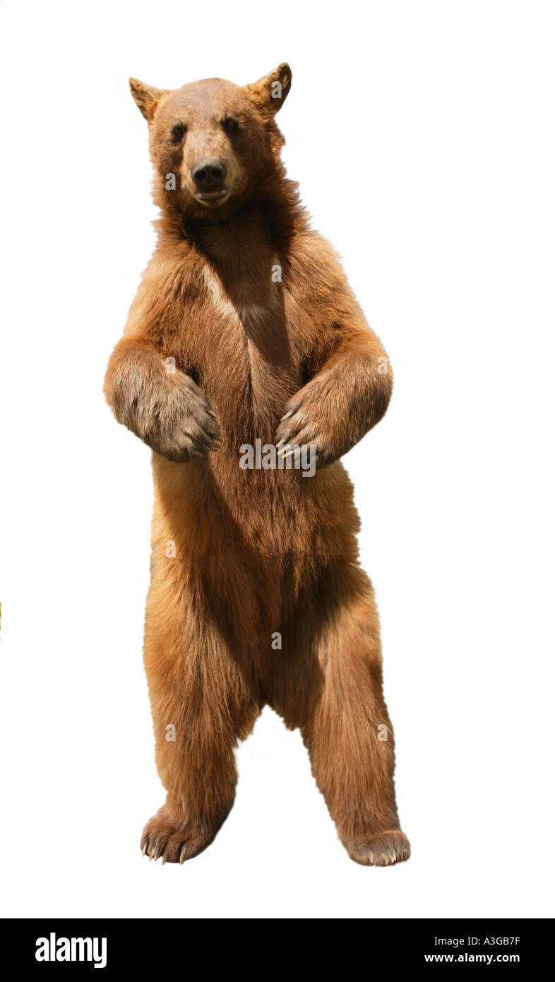 Height wild animals hi-res stock photography and images - Alamy