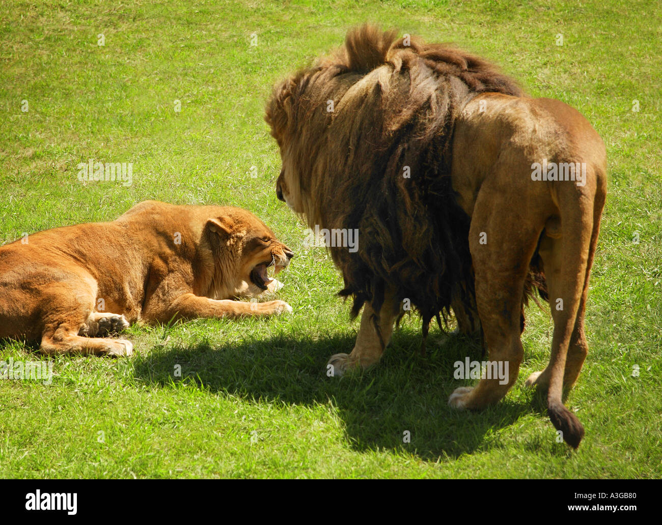 Vocal animals hi-res stock photography and images - Alamy