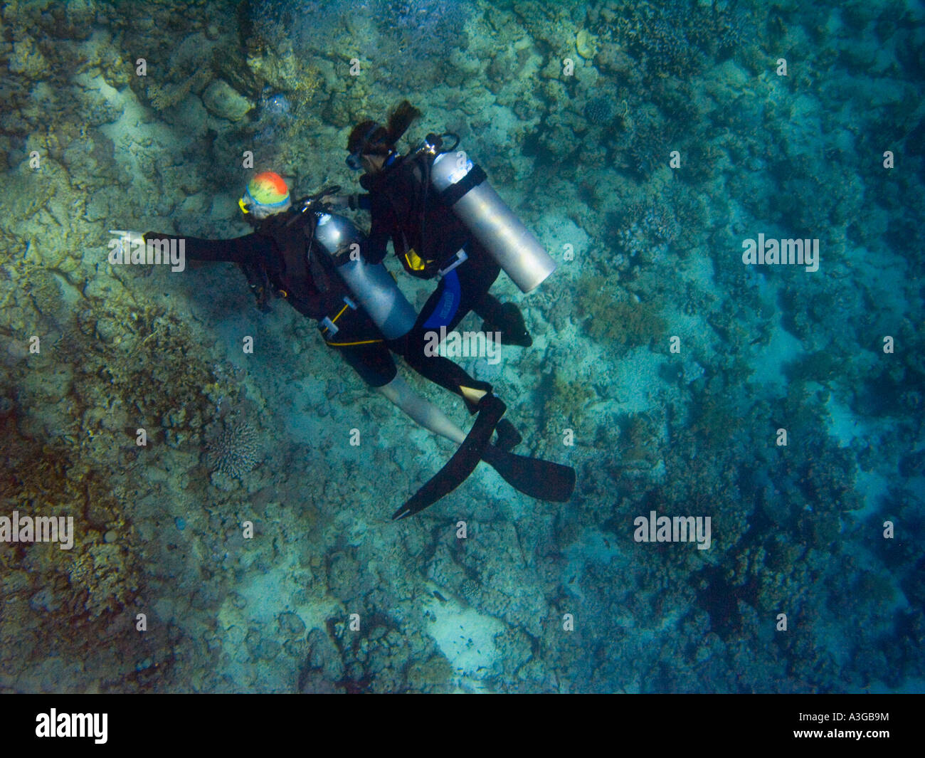 coral reef Scuba Diving in the red Sea egypt Stock Photo - Alamy