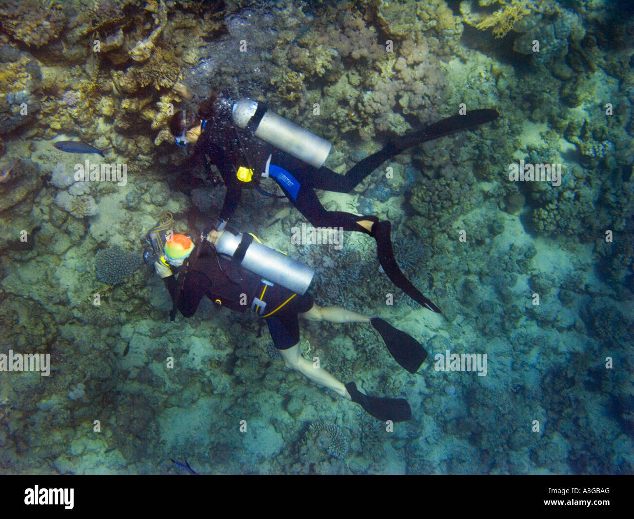 coral reef Scuba Diving in the red Sea egypt Stock Photo - Alamy