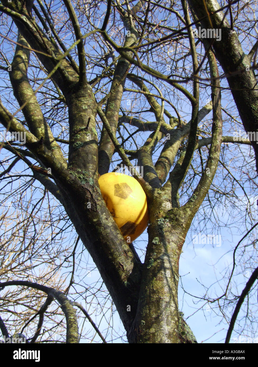child's football stuck in tree Stock Photo - Alamy