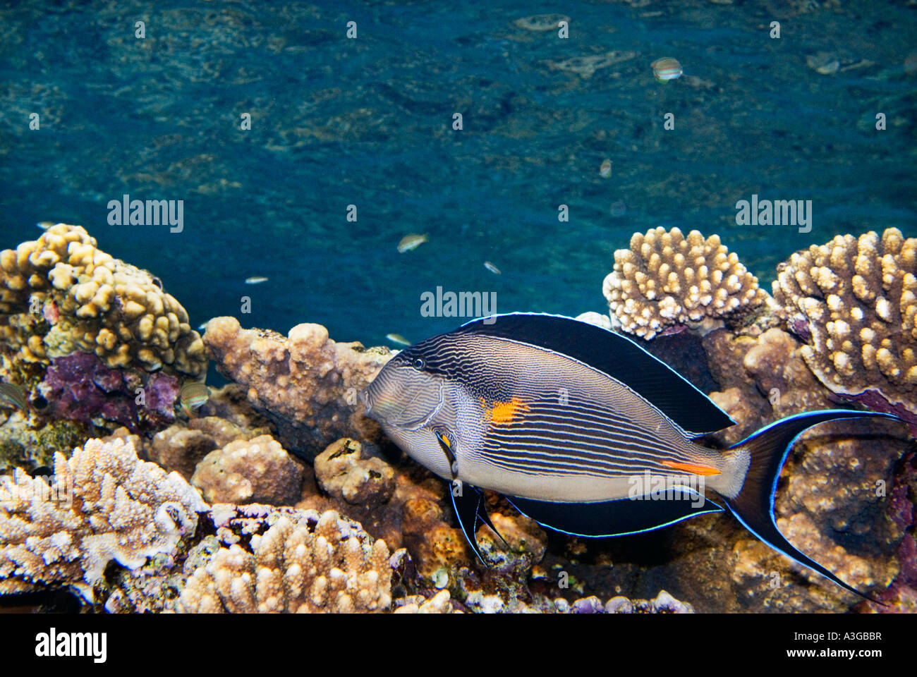 coral reef Scuba Diving in the red Sea egypt Stock Photo - Alamy