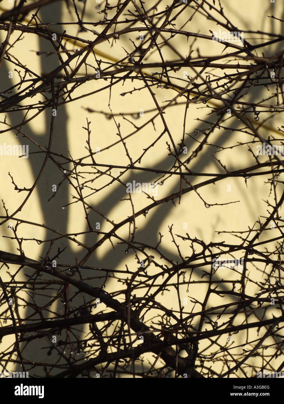 tree shadow on wall Stock Photo - Alamy