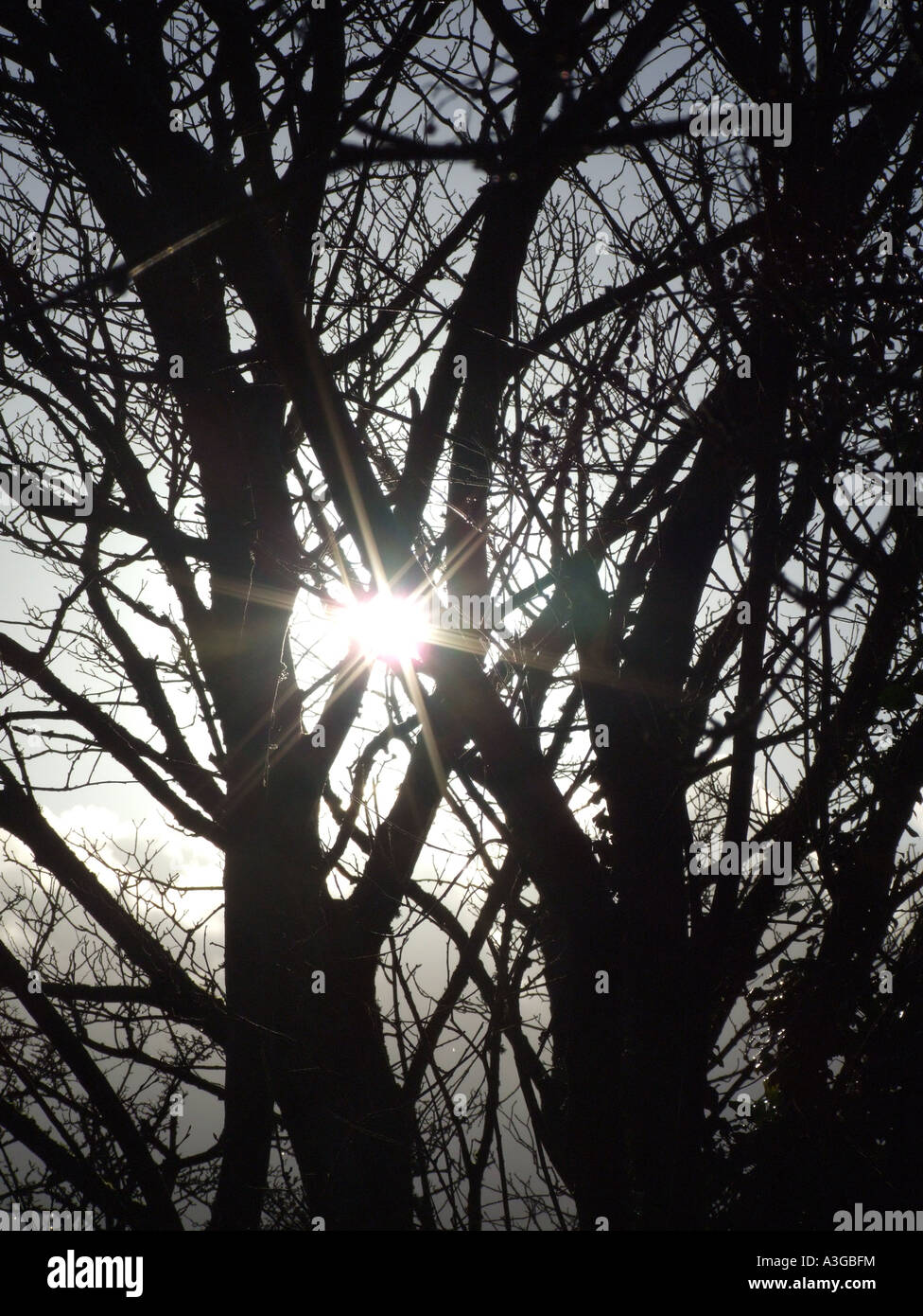 sun breaking through trees in countryside landscape Stock Photo - Alamy