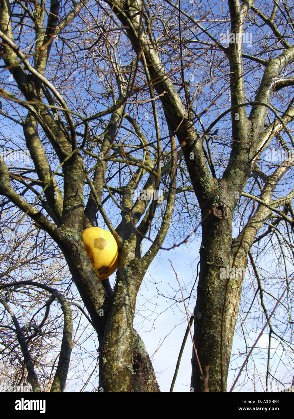 child's football stuck in tree Stock Photo - Alamy