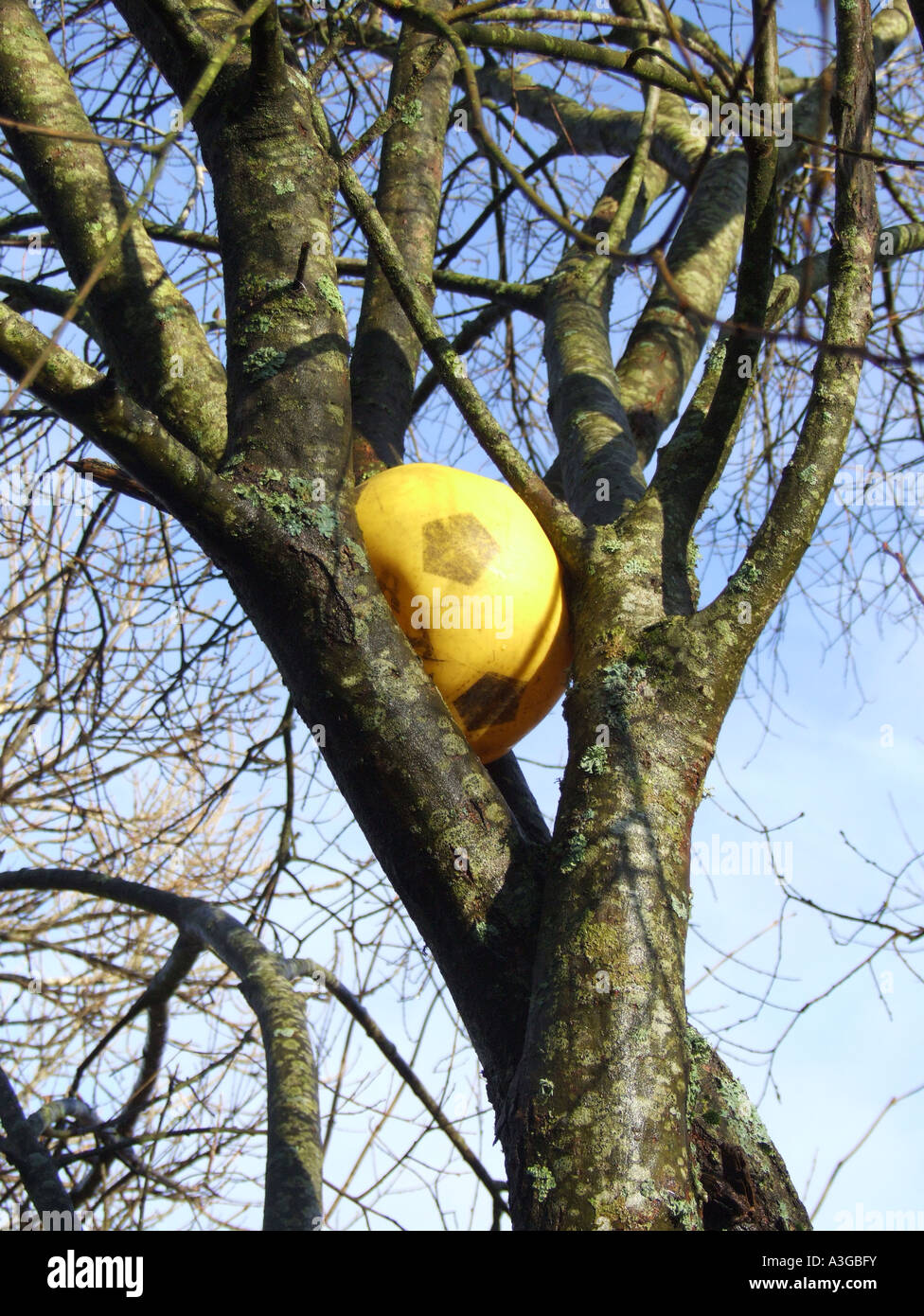 child's football stuck in tree Stock Photo - Alamy
