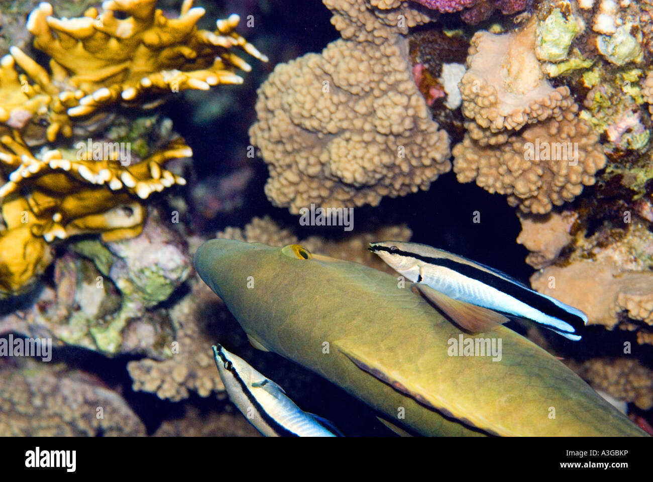 Cleaner Wrasse LABROIDES DIMIDIATUS cleans the gills of a LONGNOSE ...