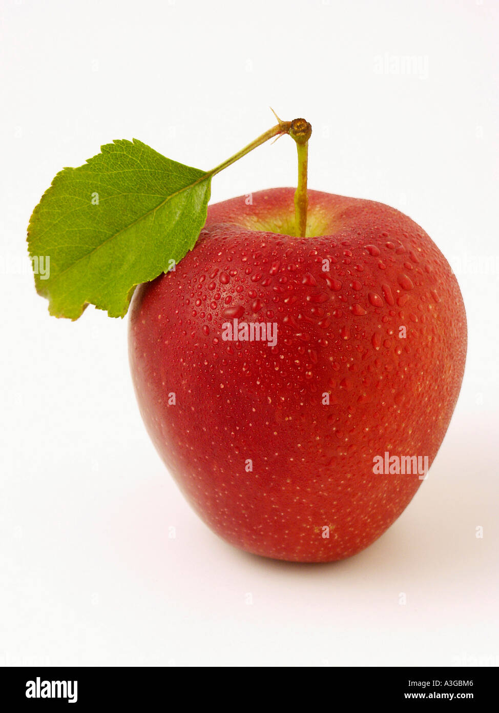 Harvesting apples orchard Cut Out Stock Images & Pictures - Alamy