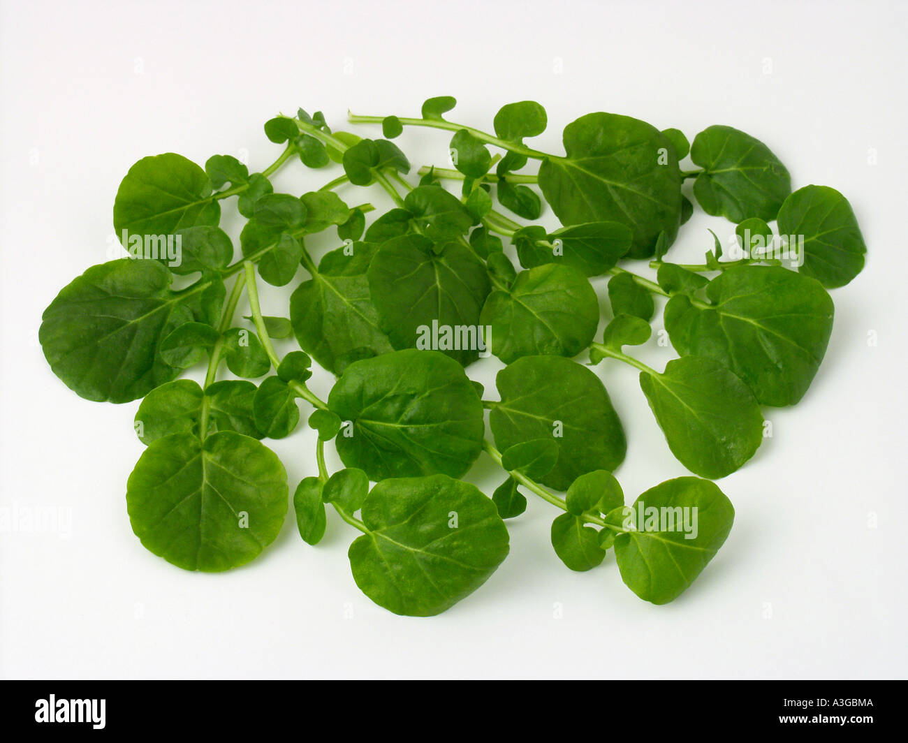 Watercress Nasturtium officinale Stock Photo - Alamy