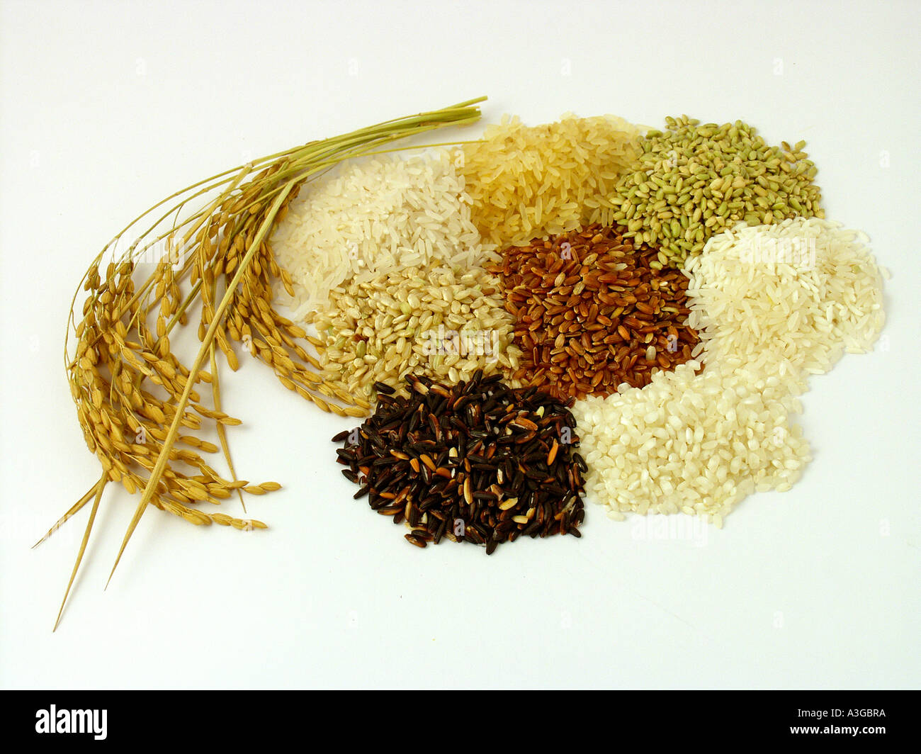 Whole rice spike hi-res stock photography and images - Alamy