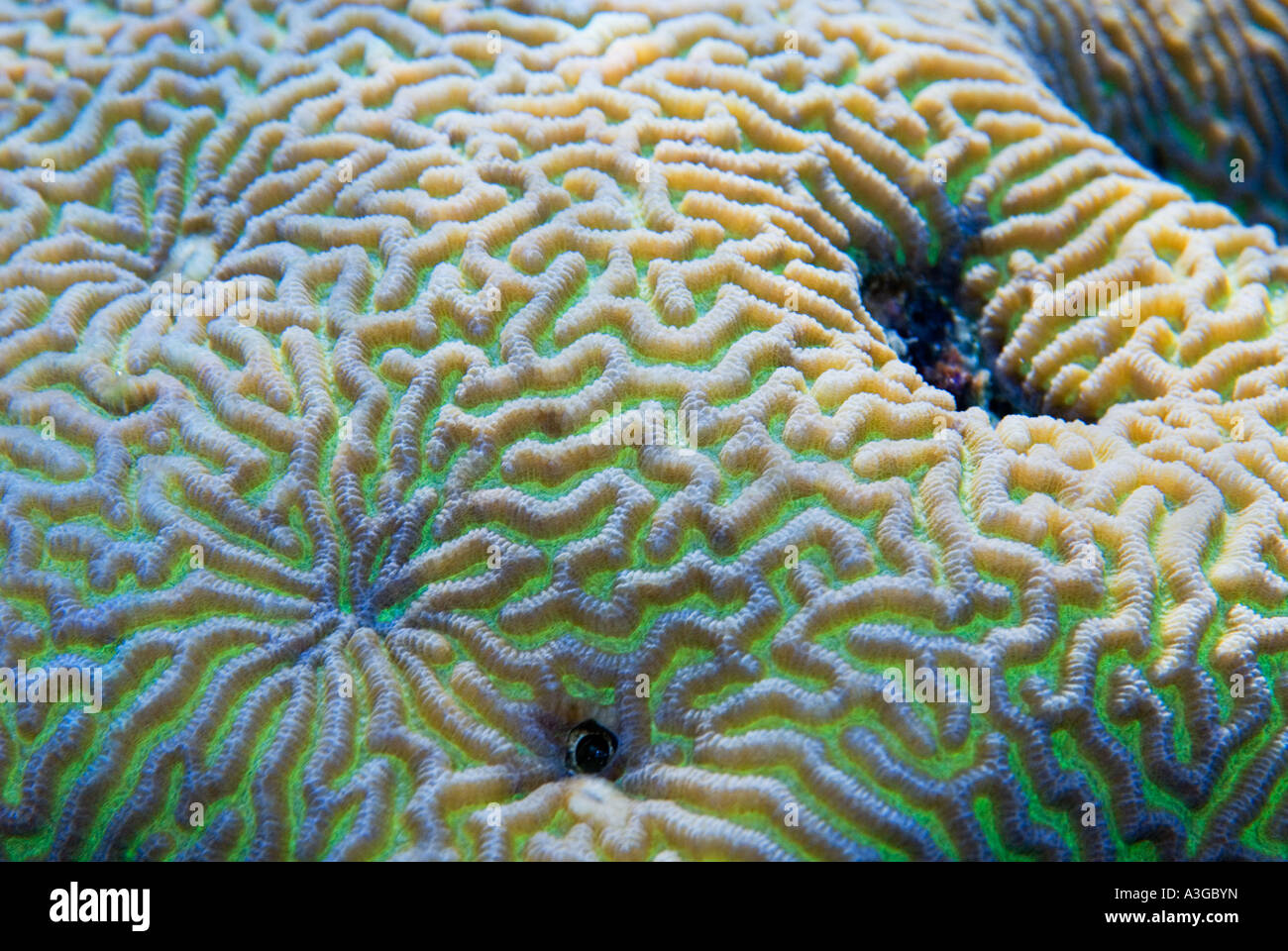 coral reef Scuba Diving in the red Sea egypt Stock Photo - Alamy