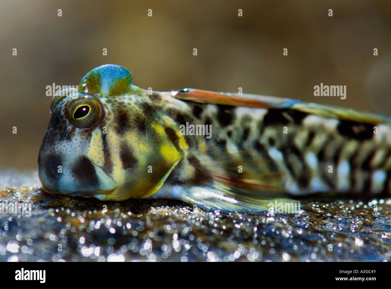 bright Salarias fish BLENNY blennyfish s goes out of water for feeding ...