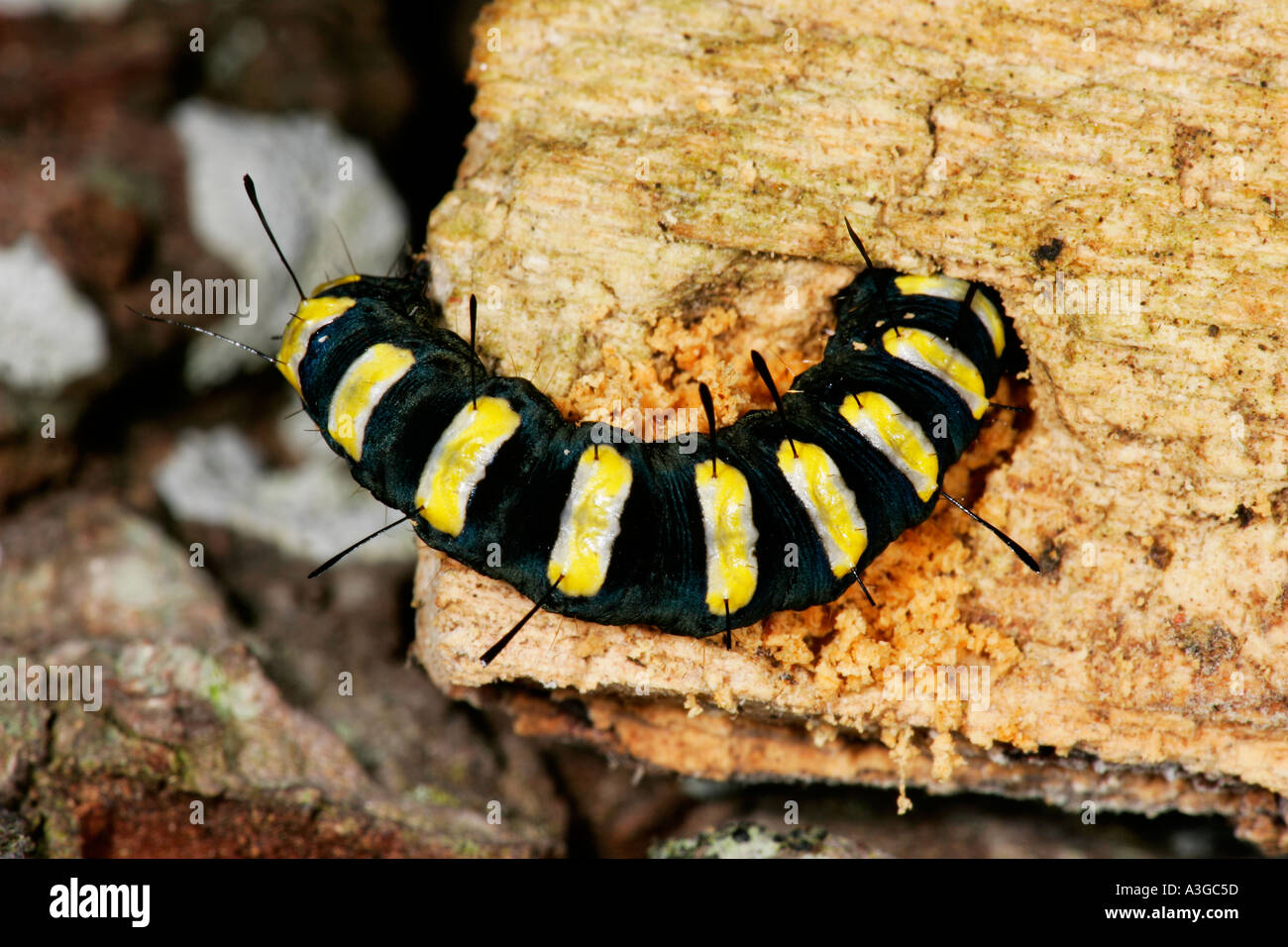 Alder Moth (Acronicta alni) Larvae on rotting wood potton bedfordshire ...