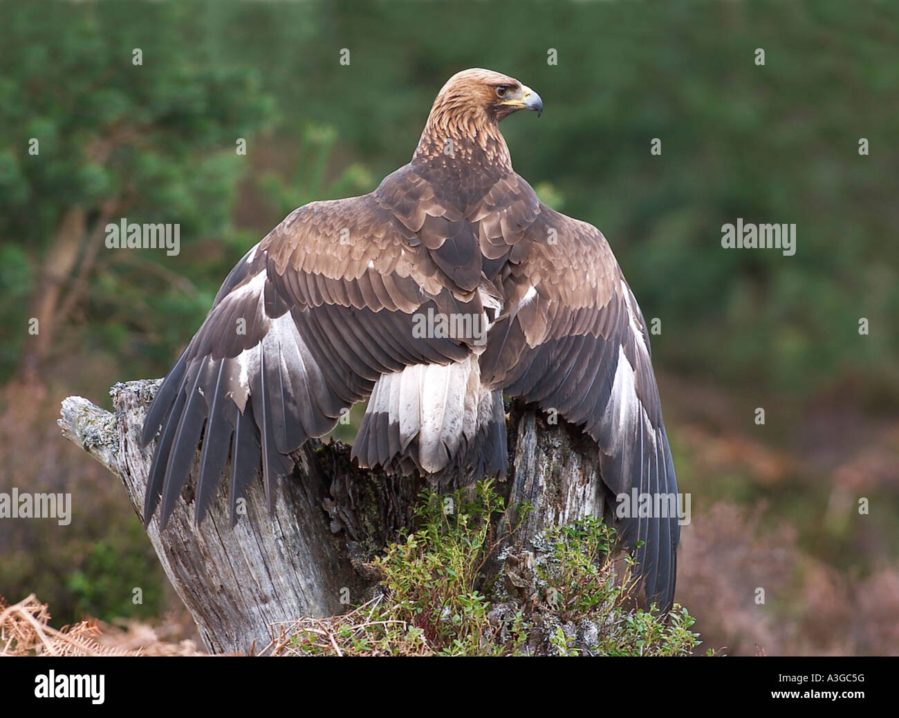british scotland highlands kingussie golden eagle mantling on prey ...
