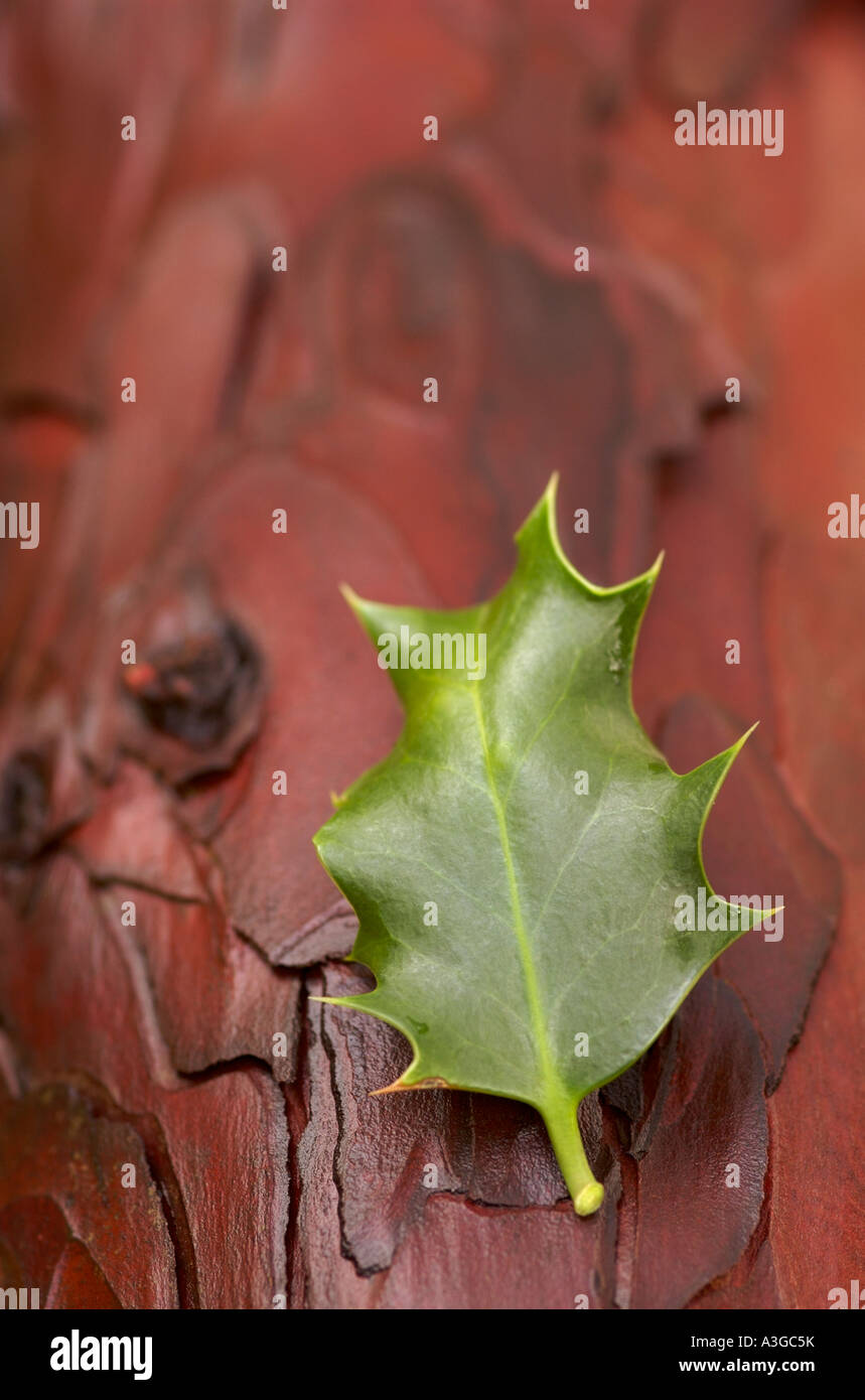 Holly bark hi-res stock photography and images - Alamy