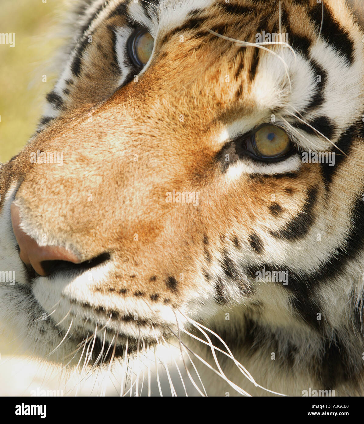 Tiger face eyes intense hi-res stock photography and images - Alamy