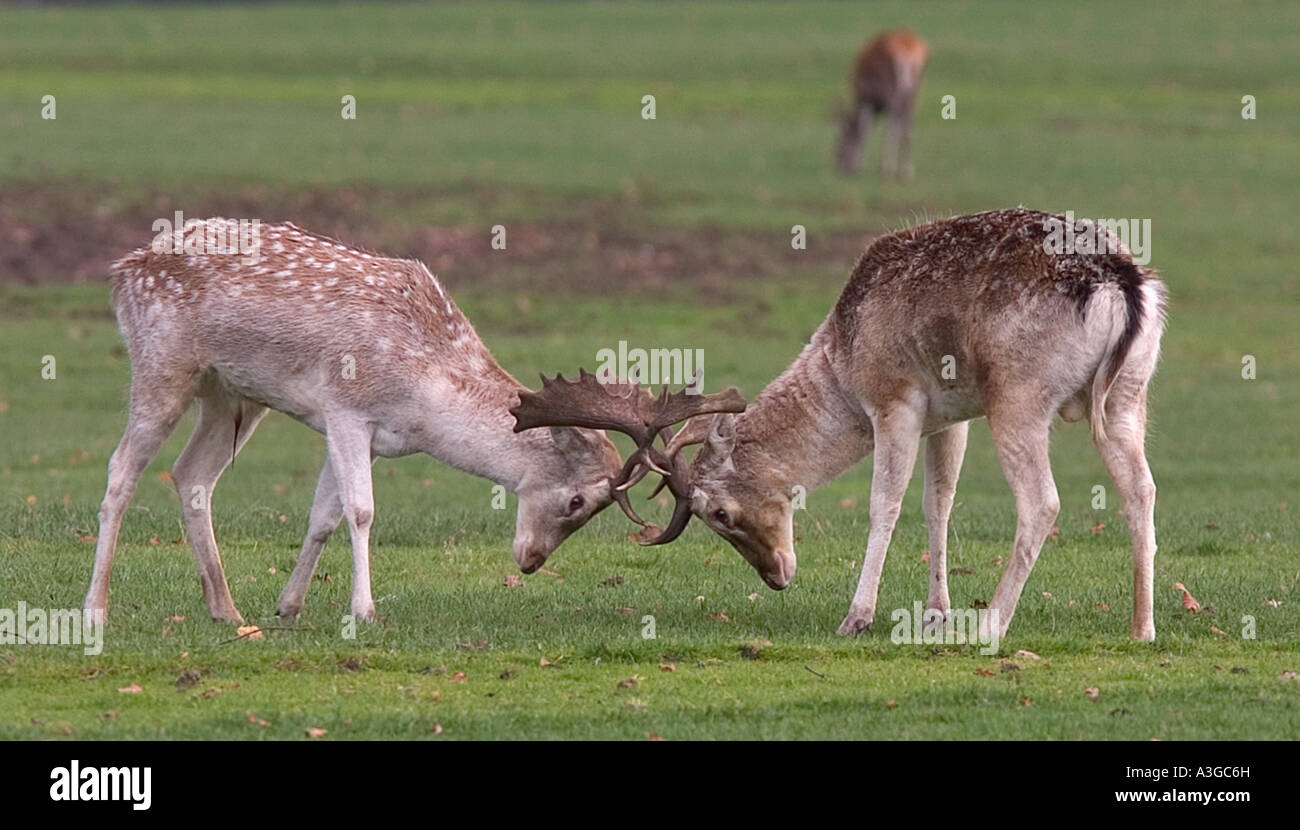 british england cheshire juvenile fallow deer sparring Stock Photo - Alamy