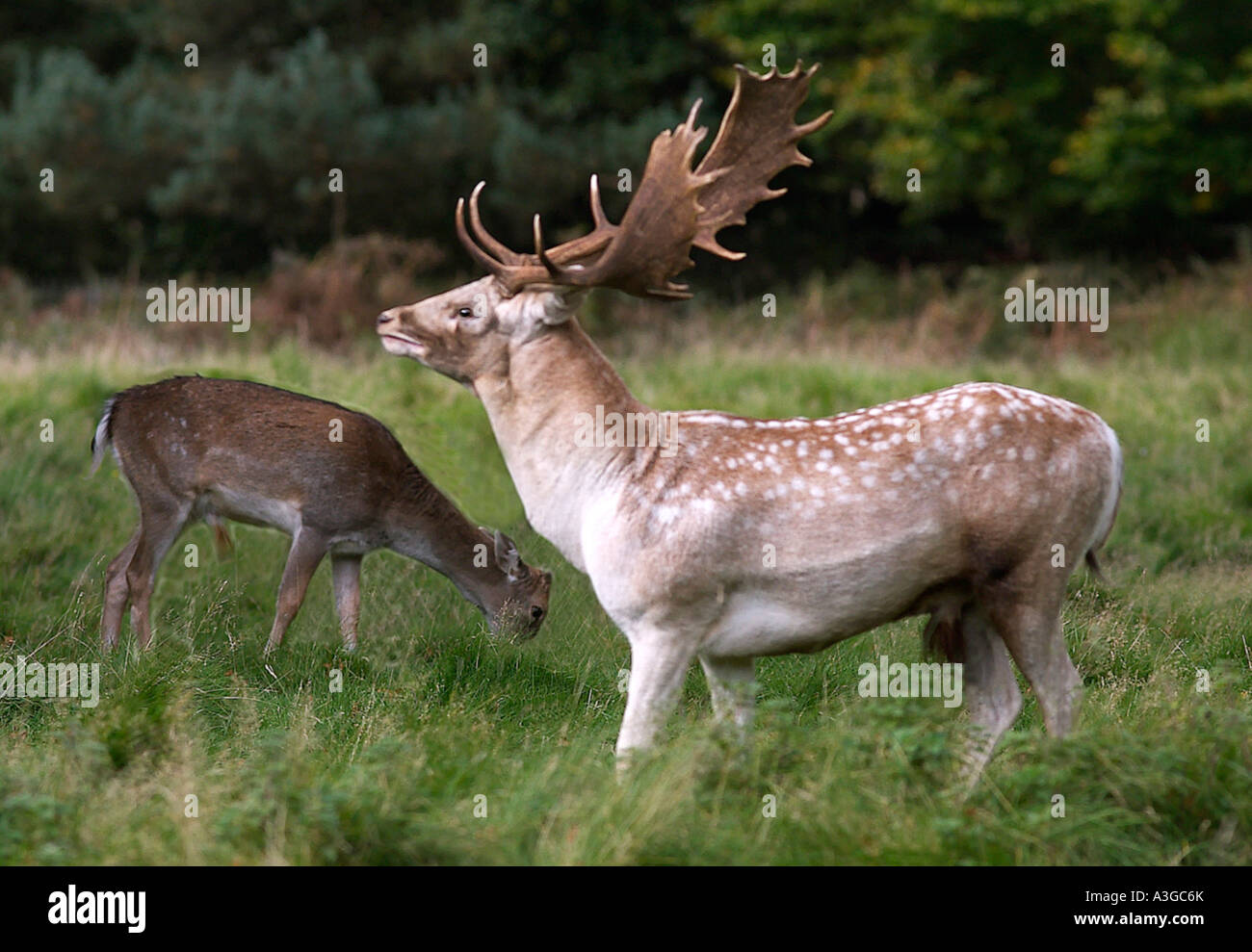 Alpha male his harem hi-res stock photography and images - Alamy