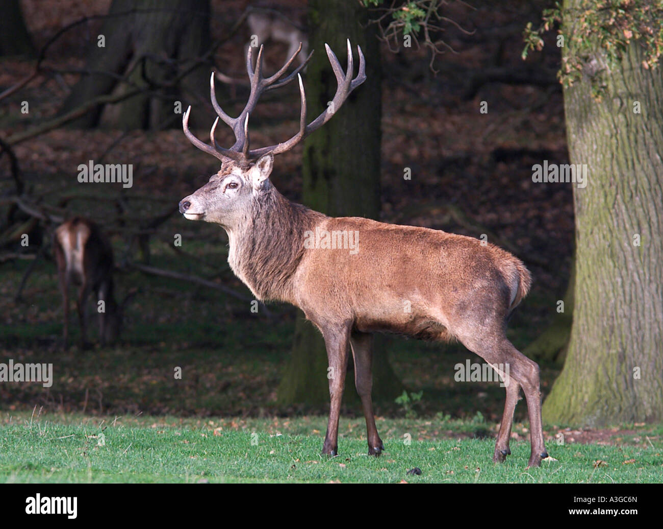 Alpha male his harem hi-res stock photography and images - Alamy