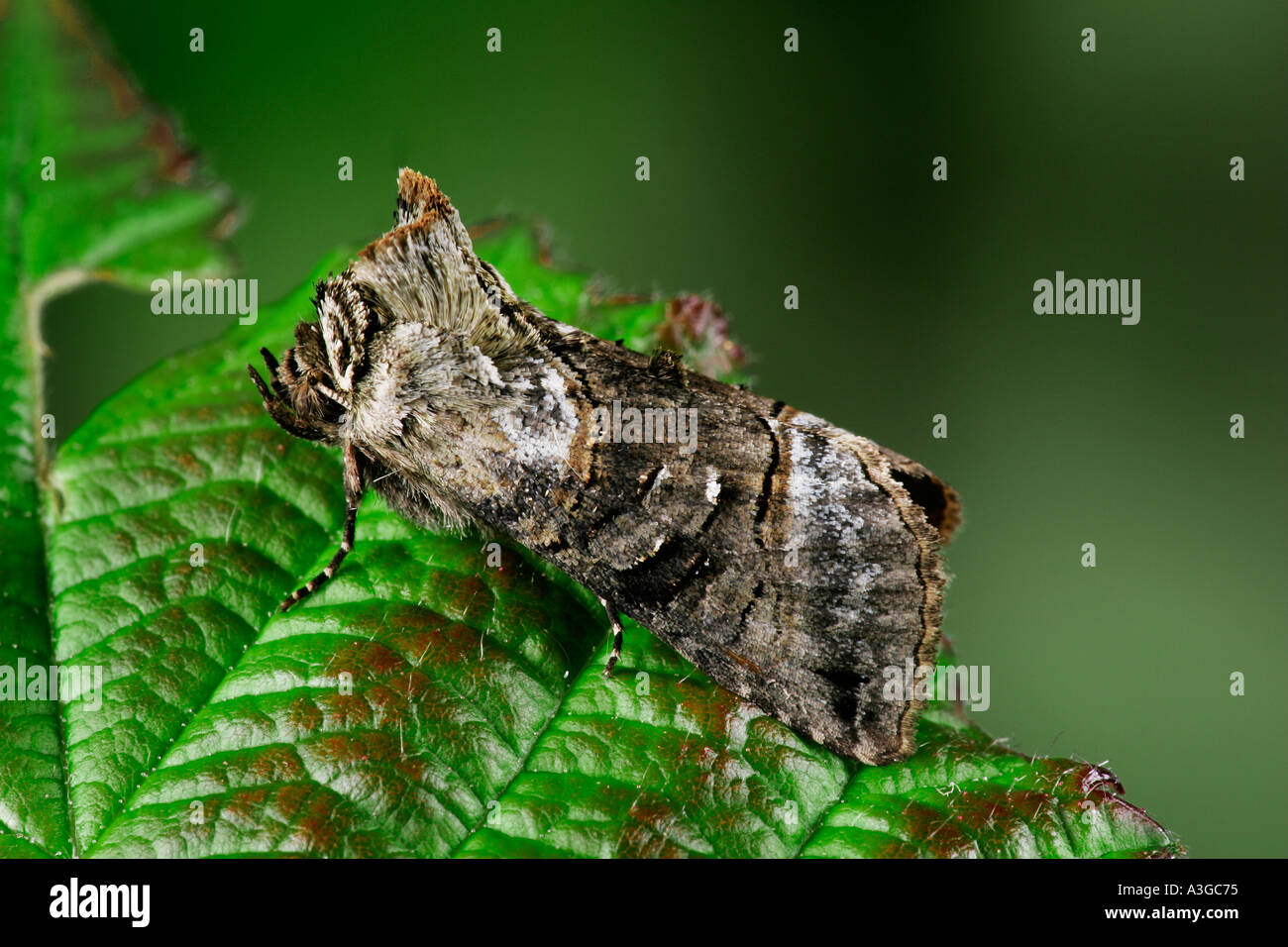 Spectacle Moth Stock Photos & Spectacle Moth Stock Images - Alamy