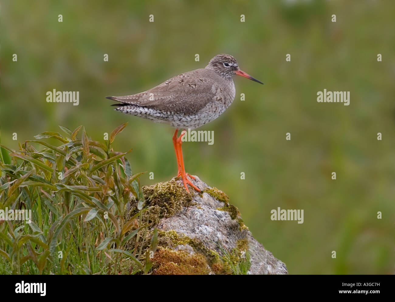 North atlantic island redshank hi-res stock photography and images - Alamy