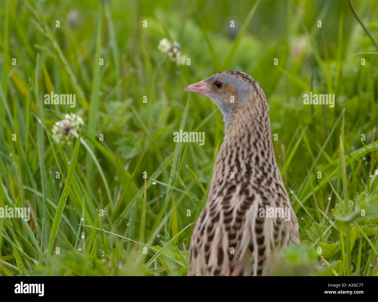 british scotland outer hebrides island of north uist rspb nature ...