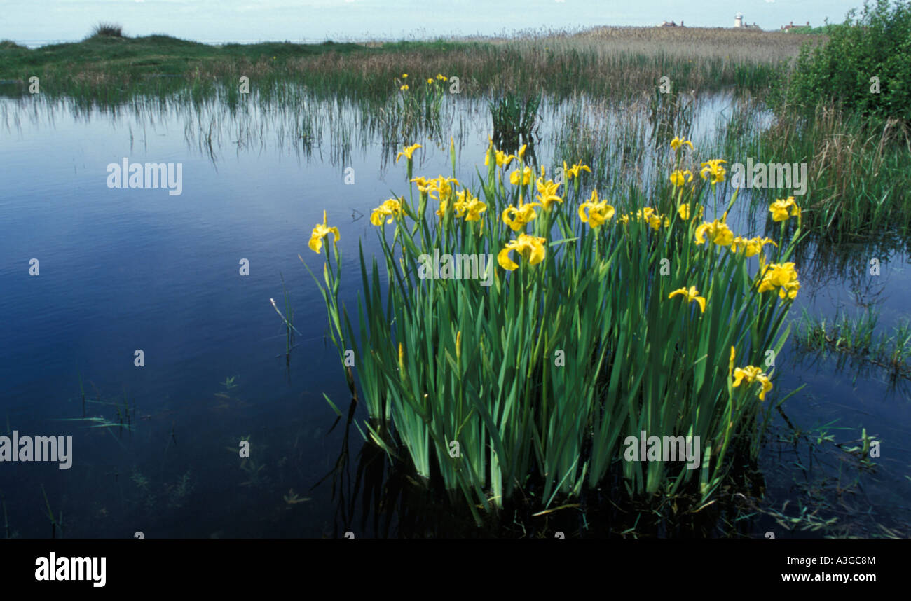 british england wirral red rocks nature reserve yellow flag iris Stock ...
