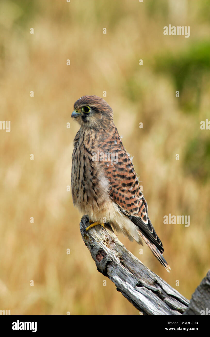 Young Kestrel Falco tinnunculus waiting for food on an old stump potton ...