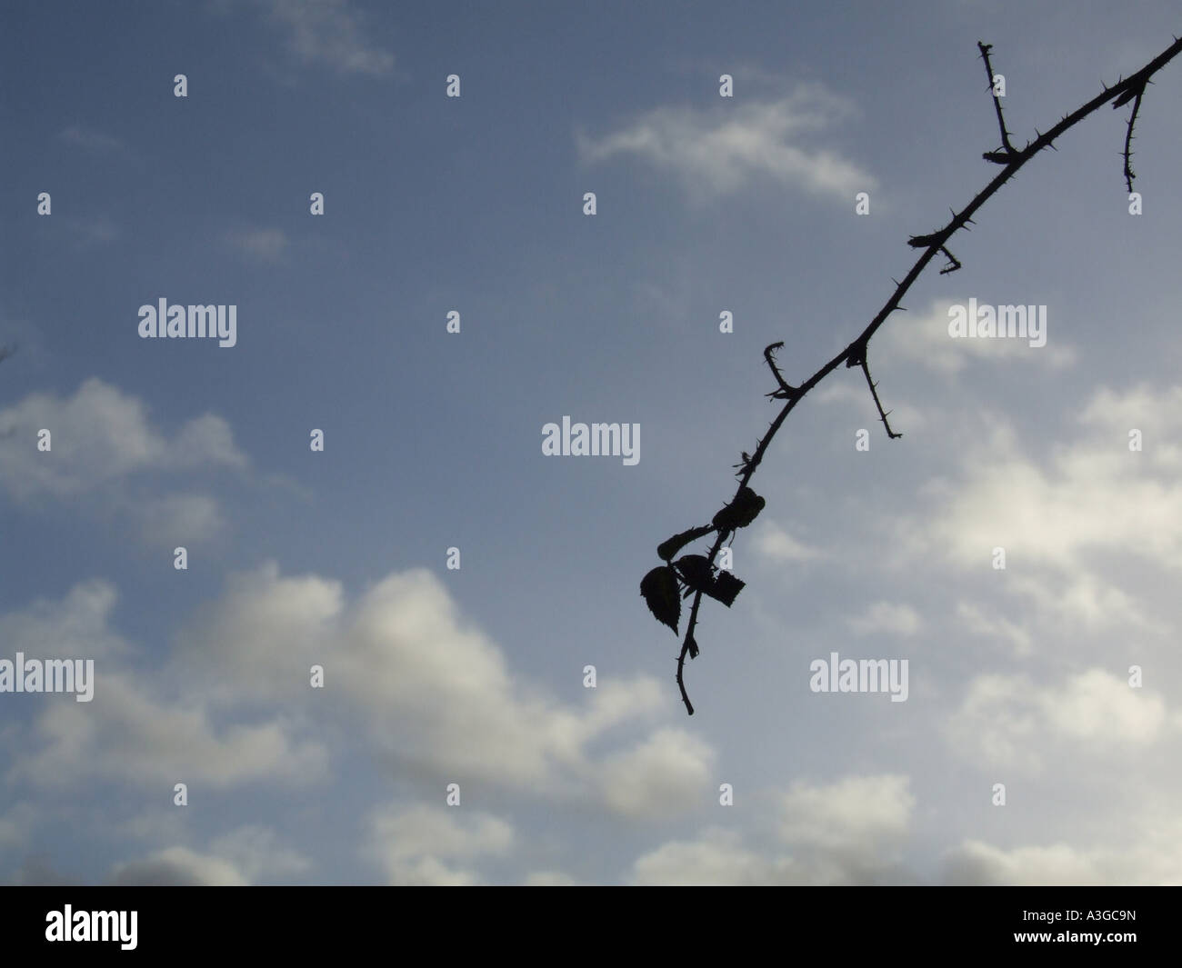 backlit bramble bush Stock Photo - Alamy