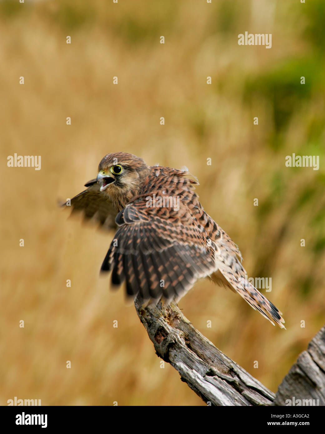 Young Kestrel Falco tinnunculus on old stump with wings outstreched ...