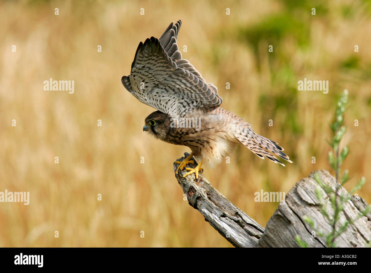 Young Kestrel Falco tinnunculus on old stump with wings outstreched ...