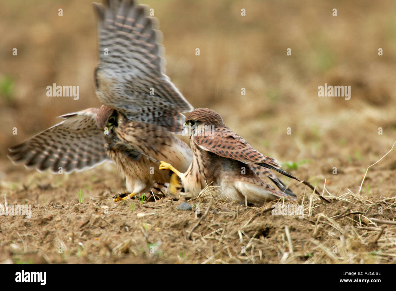 Birds of prey fighting uk kestrel hi-res stock photography and images ...
