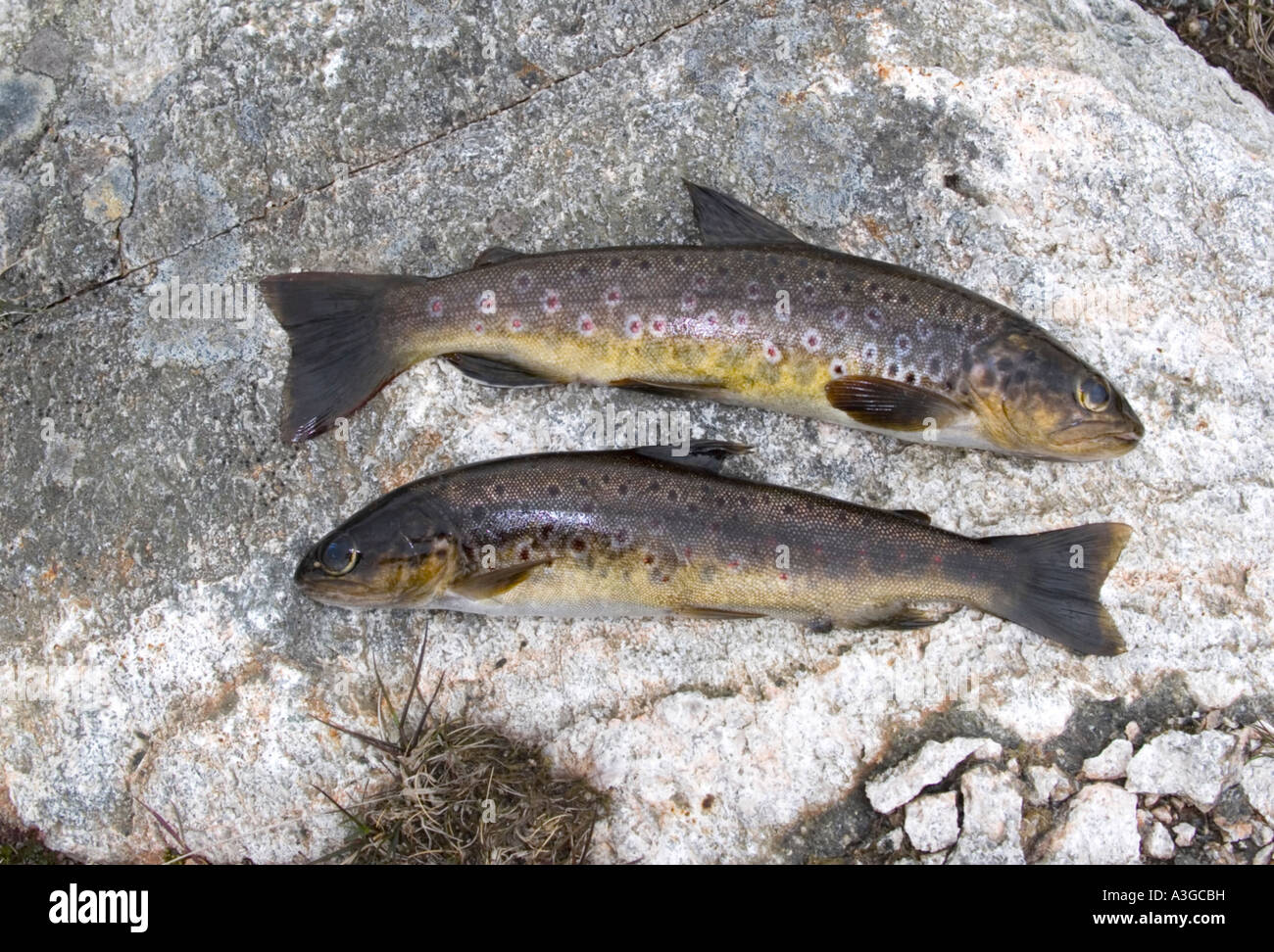 landscape british scotland outer hebrides island of harris brace of ...