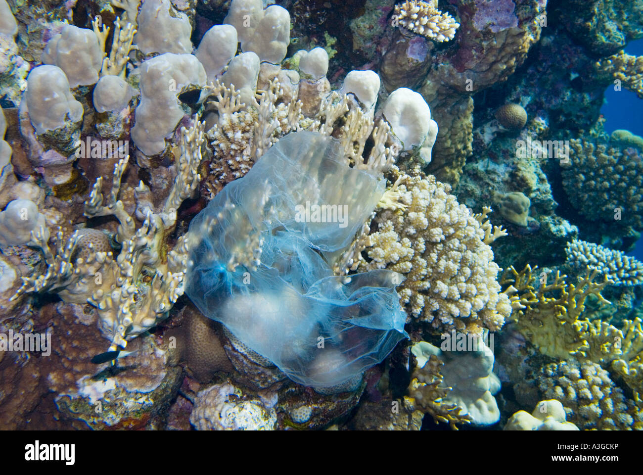 coral reef Scuba Diving in the red Sea egypt Stock Photo - Alamy