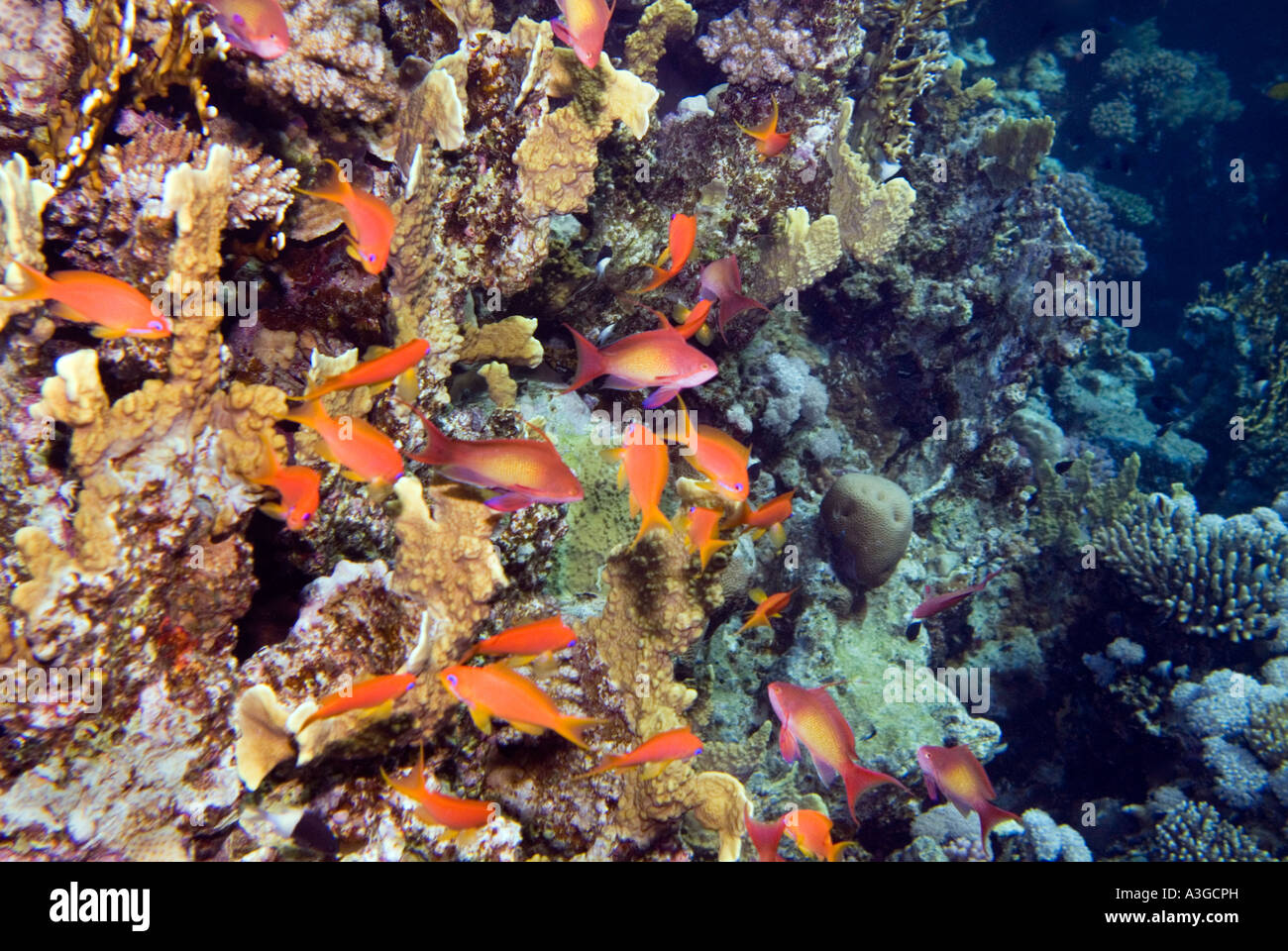 coral reef Scuba Diving in the red Sea egypt Stock Photo - Alamy