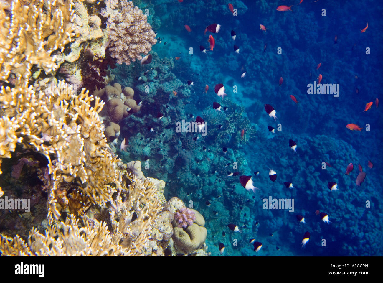 coral reef Scuba Diving in the red Sea egypt Stock Photo - Alamy