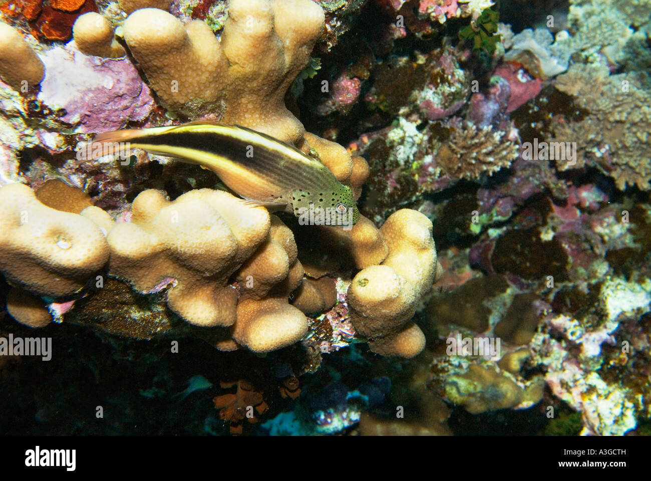 coral reef Scuba Diving in the red Sea egypt Stock Photo - Alamy