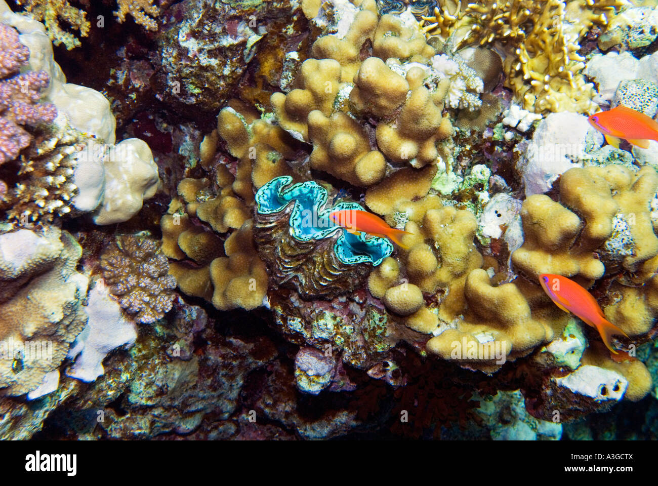 coral reef Scuba Diving in the red Sea egypt Stock Photo - Alamy