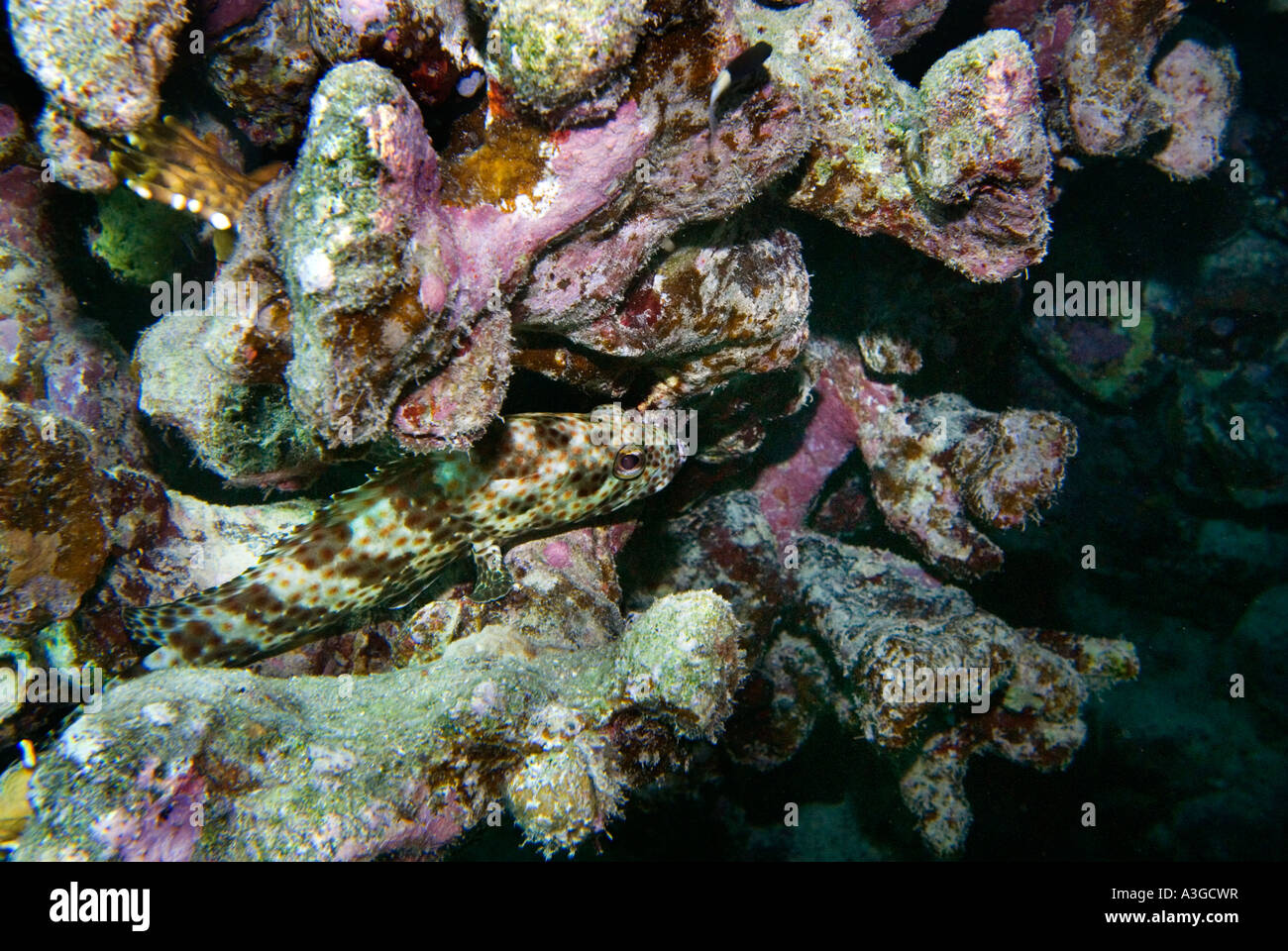 coral reef Scuba Diving in the red Sea egypt Stock Photo - Alamy