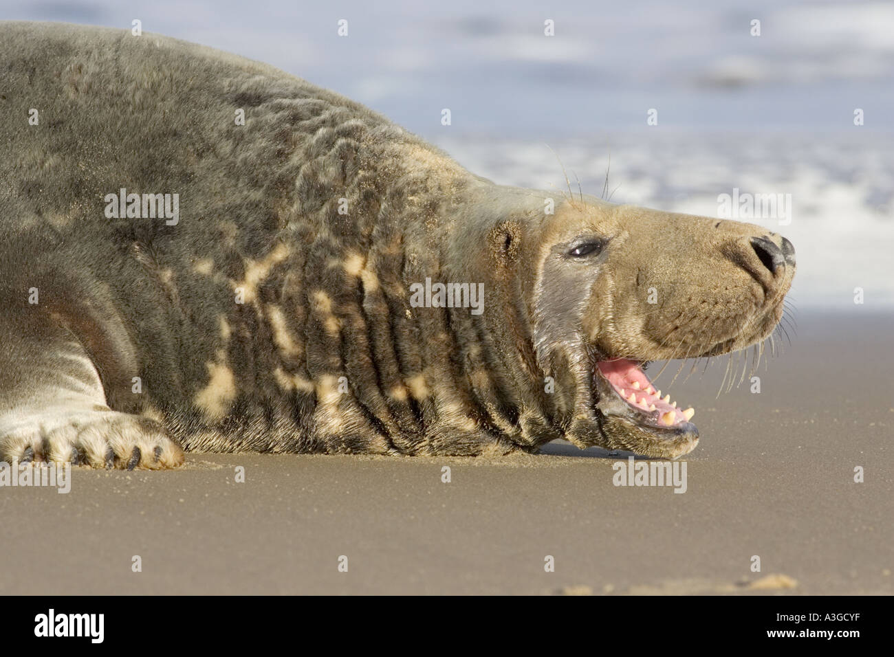 Atlantic Grey Seal adult male showing aggression Stock Photo - Alamy